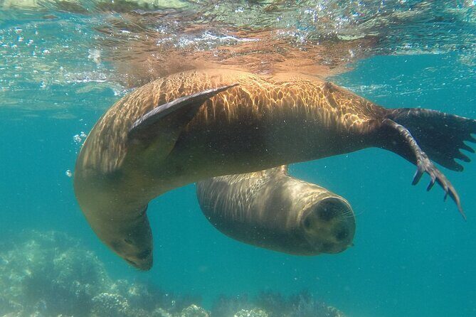 Holy Spirit Island Tour Sea Lions Snorkeling and Beach - Authentic Experiences and Honest Insights