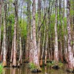 Honey Island Swamp and Bayou Boat Tour with Transportation - Transportation & Practical Details