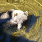 Hoonah: Chichagof Island Brown Bear Search - Key Points
