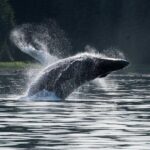 Hoonah Whale-Watching Cruise - Near Icy Strait Point - Who Should Consider This Tour?