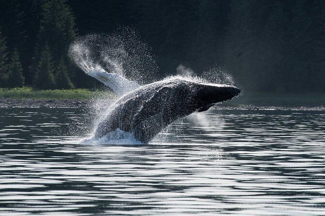 Hoonah Whale-Watching Cruise - Near Icy Strait Point - Who Should Consider This Tour?