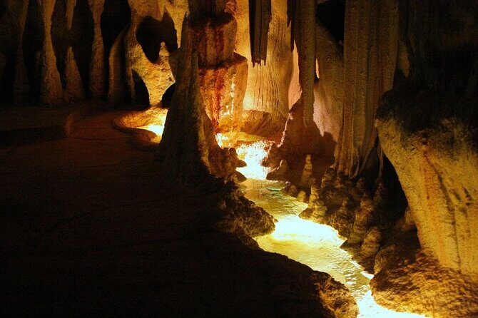Hop on Hop off - Tamborine Rainforest Skywalk + Glow Worm Caves - The Experience: What Travelers Can Expect