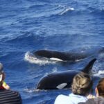Horizontal Falls & Dampier Peninsula Discovery Tour - Final Thoughts: Who Should Consider This Tour?