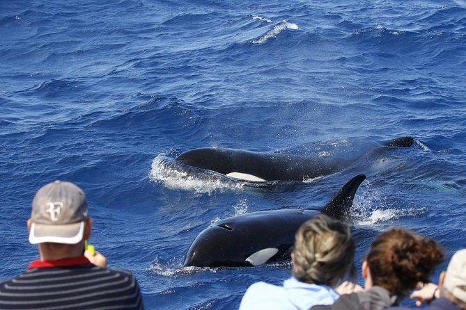 Horizontal Falls & Dampier Peninsula Discovery Tour - Final Thoughts: Who Should Consider This Tour?