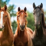 Horseback Riding and Wine Tasting Tour - Who is This Tour Best Suited For?