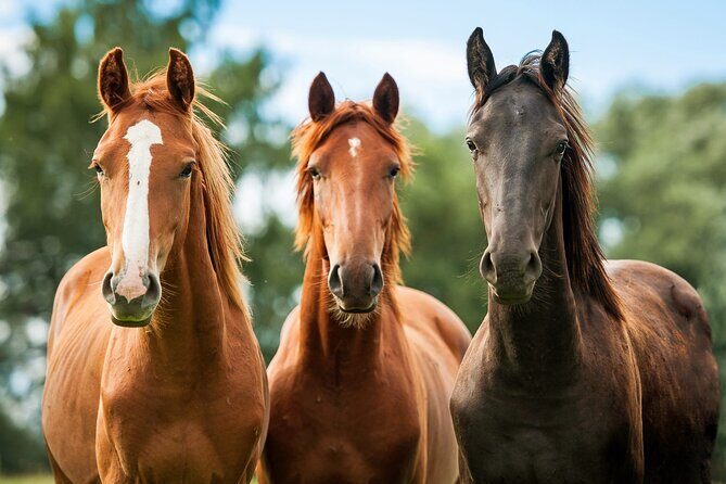 Horseback Riding and Wine Tasting Tour - Who is This Tour Best Suited For?