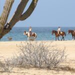 Horseback Riding Tour in Cabo San Lucas - Honest Opinions from Travelers