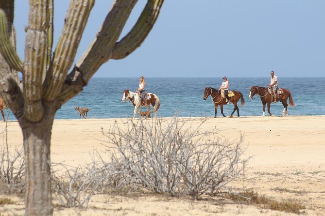 Horseback Riding Tour in Cabo San Lucas - Honest Opinions from Travelers