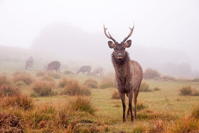 Horton Plains National Park Trekking - Why This Tour Offers Value