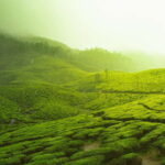 Hot Air Balloon ride in Dambulla - The Experience Itself: What to Expect