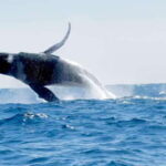 Huatulco: Awakening with Stars Dolphins Boat Cruise - Setting the Scene for Your Dawn Adventure