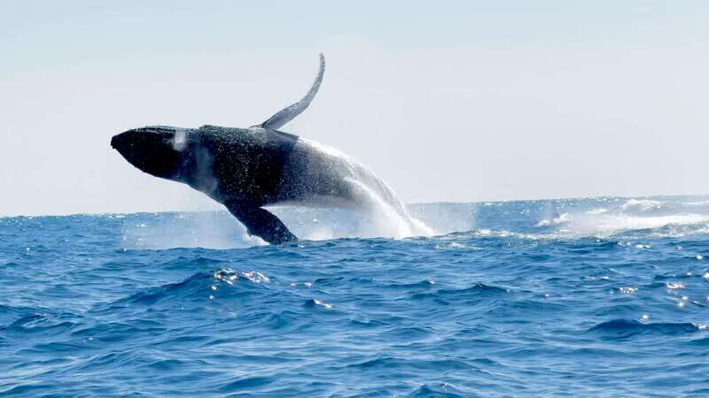 Huatulco: Awakening with Stars Dolphins Boat Cruise - Setting the Scene for Your Dawn Adventure