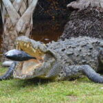 Huatulco: Ecotour with Crocodiles & migrating birds - Practical Details & Value