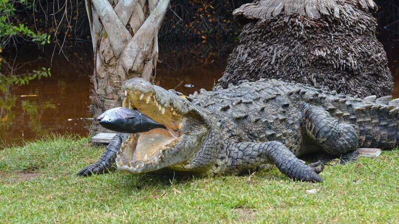 Huatulco: Ecotour with Crocodiles & migrating birds - Practical Details & Value