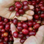 Huatulco: Local Coffee Tasting and Cultural Experience - What to Expect at Each Stop