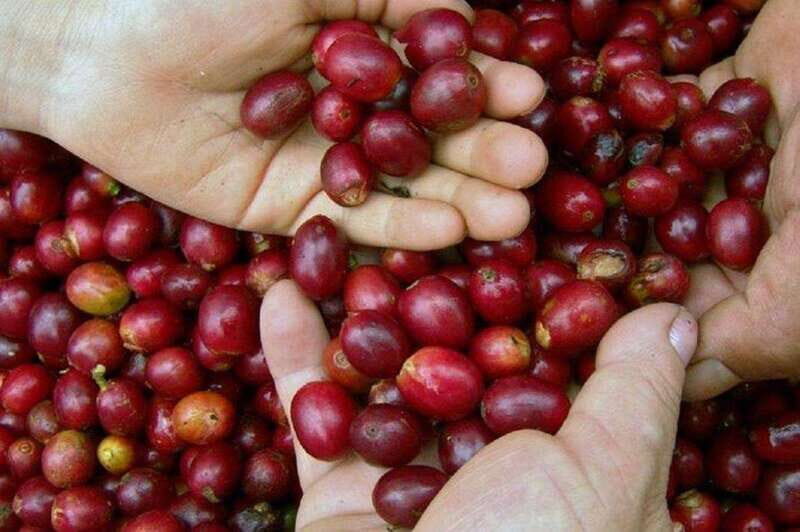 Huatulco: Local Coffee Tasting and Cultural Experience - What to Expect at Each Stop