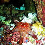 Huatulco: Premium Family Snorkeling Experience - The Itinerary: What to Expect