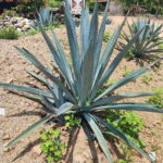 Huatulco: Private Mezcal Factory Experience - Who Will Love This Experience?
