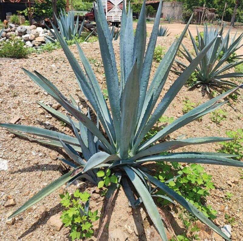 Huatulco: Private Mezcal Factory Experience - Who Will Love This Experience?