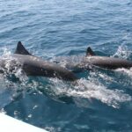 Huatulco Shore Excursion: Seven Bays Private Tour - Who Will Love This Tour?
