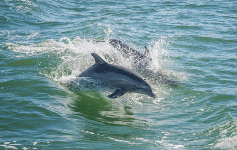 Huatulco: Sunrise Dolphin Watching with Beach Visit - FAQ