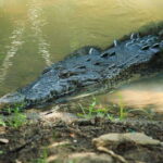 Huatulco: Turtles & Crocs Experience - Practicalities: What’s Included and What’s Not