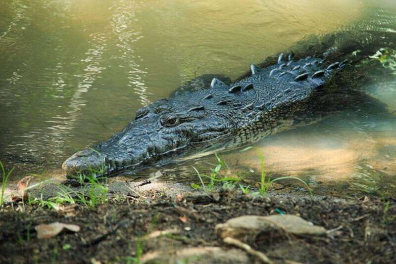Huatulco: Turtles & Crocs Experience - Practicalities: What’s Included and What’s Not