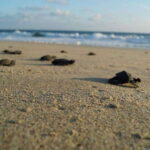 Huatulco: Unique Turtle Sanctuary & Sunset Experience - The Itinerary in Detail