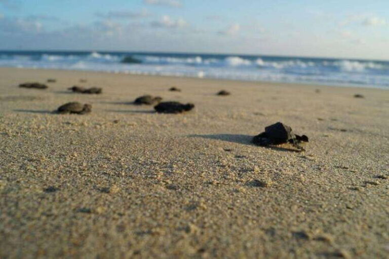 Huatulco: Unique Turtle Sanctuary & Sunset Experience - The Itinerary in Detail