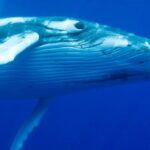 Humpback Whale Swim from Tongatapu island with transfers & lunch - Why the Tour Offers Excellent Value