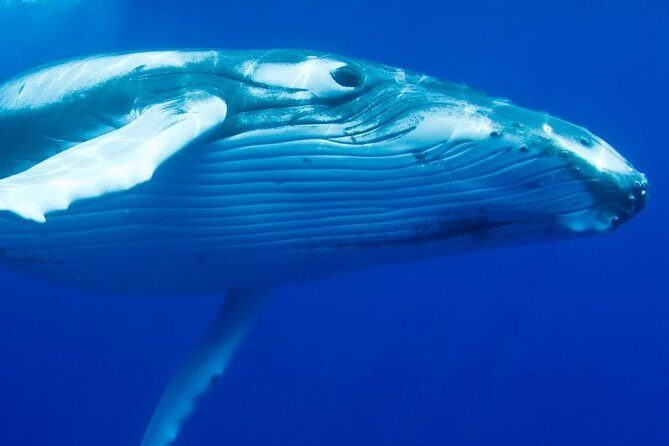 Humpback Whale Swim from Tongatapu island with transfers & lunch - Why the Tour Offers Excellent Value