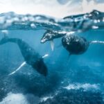 Humpback whale watching and marine life in Moorea - Who Will Love This Tour?