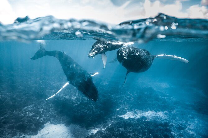 Humpback whale watching and marine life in Moorea - Who Will Love This Tour?