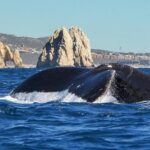 Humpback Whales in Cabo San Lucas - The Experience and the Sights