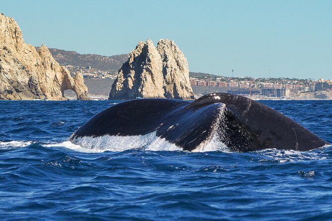Humpback Whales in Cabo San Lucas - The Experience and the Sights