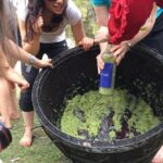 Hunter Valley Grape Stomping - Analyzing the Value