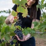 Hunter Valley Premium Tastings with Lunch - Discovering the Hunter Valley: An In-Depth Review