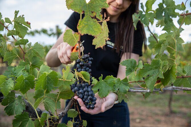 Hunter Valley Premium Tastings with Lunch - Discovering the Hunter Valley: An In-Depth Review