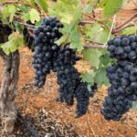 Hunter Valley: Private Day Tour from Sydney with Your Crew! - An In-Depth Look at the Itinerary