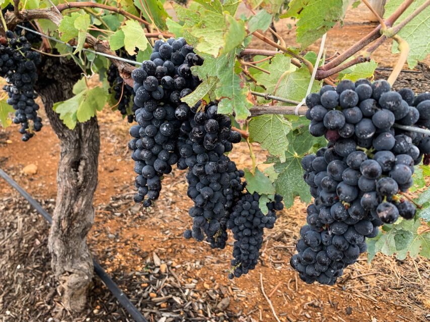 Hunter Valley: Private Day Tour from Sydney with Your Crew! - An In-Depth Look at the Itinerary