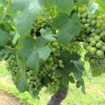 Hunter Valley wine and cheese starting from the Hunter region - A Deep Dive into the Hunter Valley Experience