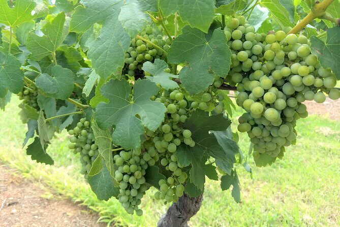 Hunter Valley wine and cheese starting from the Hunter region - A Deep Dive into the Hunter Valley Experience
