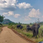 Hurulu Eco Park: 3-Hour Morning or Evening Safari - What Does the Tour Include and Exclude?