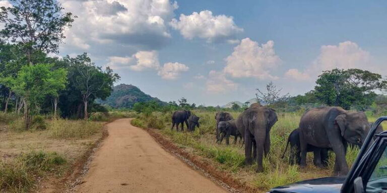 Hurulu Eco Park: 3-Hour Morning or Evening Safari - What Does the Tour Include and Exclude?