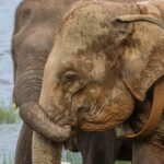 Hurulu Eco Park Habarana Elephant Safari including tickets - The Itinerary: What You Can Expect
