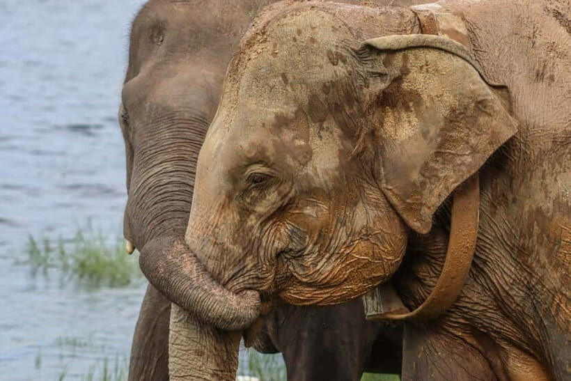 Hurulu Eco Park Habarana Elephant Safari including tickets - The Itinerary: What You Can Expect