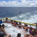 Huskisson: Dolphin Cruise & Boom Netting Experience - The itinerary in detail