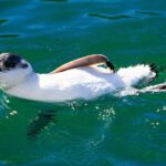 Iconic Wildlife Tour with Yellow Eyed Penguins & Royal Albatross - How the Experience Balances Value and Authenticity
