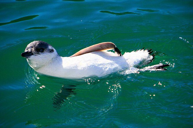 Iconic Wildlife Tour with Yellow Eyed Penguins & Royal Albatross - How the Experience Balances Value and Authenticity