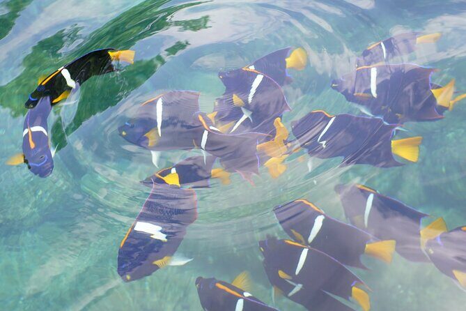 Enjoy paradise: Hidden Beach Snorkeling Adventure - The Value Proposition